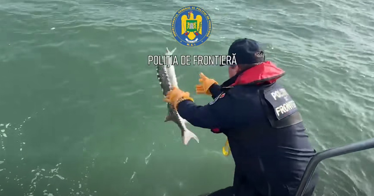 Misiune impresionantă în Marea Neagră: salvarea unui sturion și a unui ...