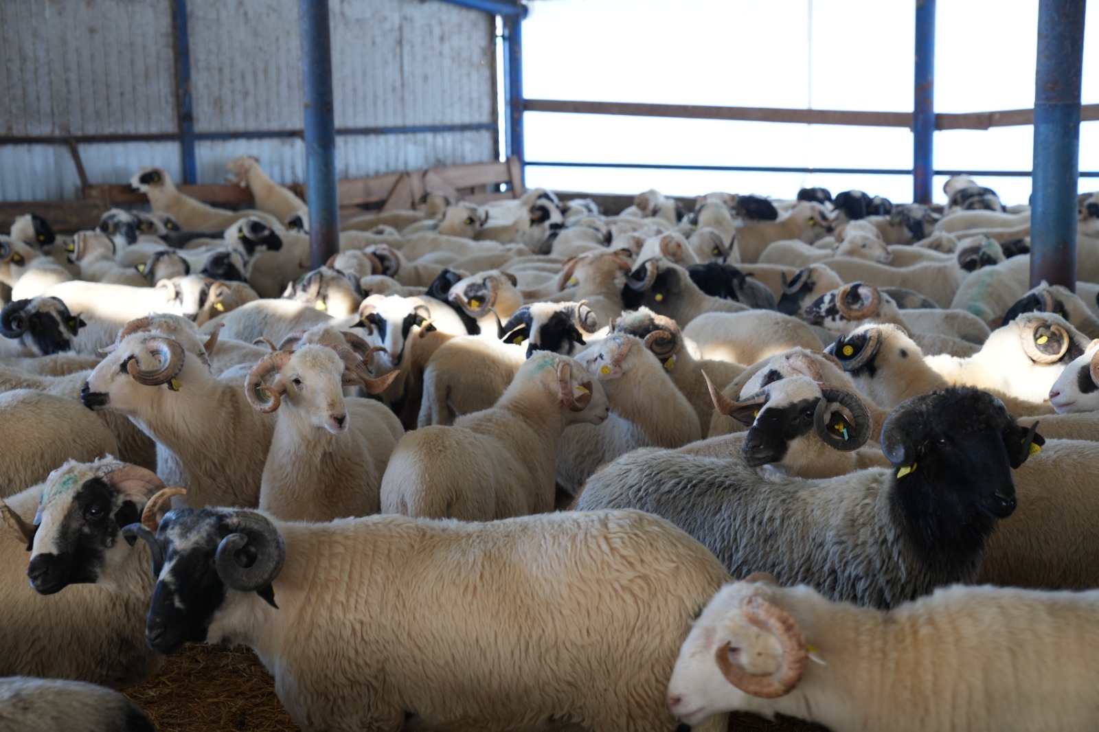 Gerul afectează animalele; ANSVSA recomandă să nu lăsați câinii legați ...